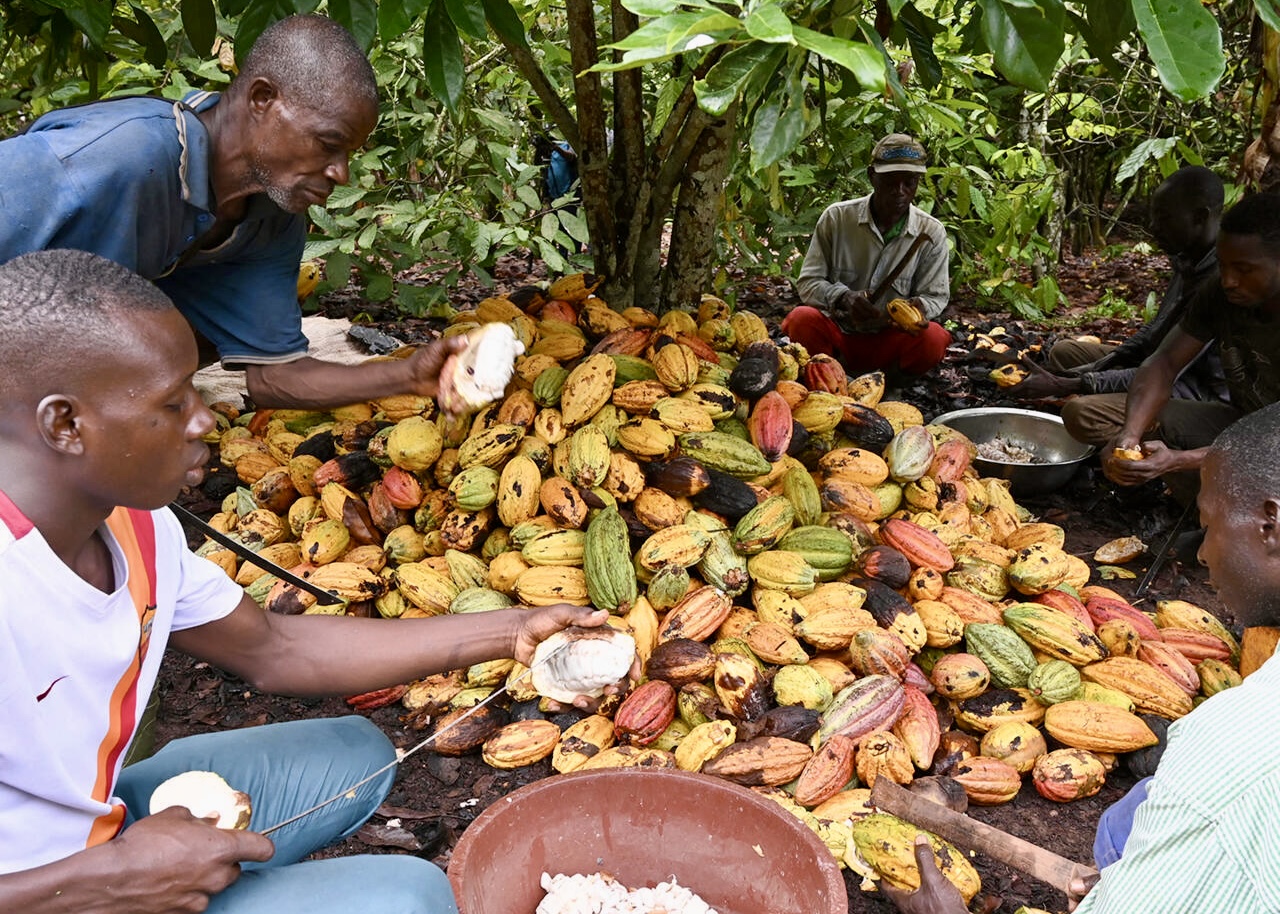 Côte d’Ivoire : la saison sèche menace la récolte de cacao