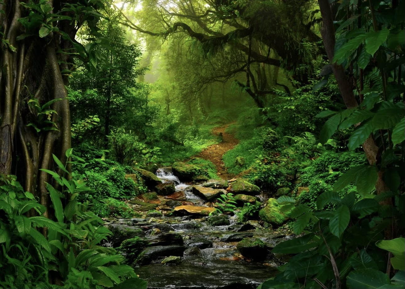 Congo-Brazzaville : ouverture du sommet des trois grands bassins forestiers