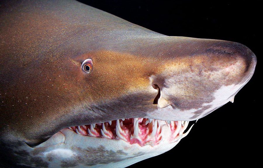 Égypte : un ressortissant Russe tué par un requin en mer Rouge